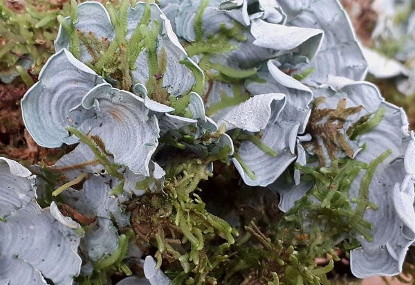 Les lichens - Biotope