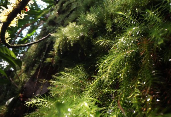 Les bryophytes - Biotope